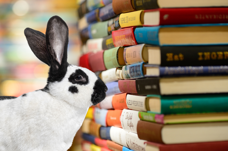 Bunny Tales: Our Top Ten Favorite Books about Rabbits! – BunnySlippers.com